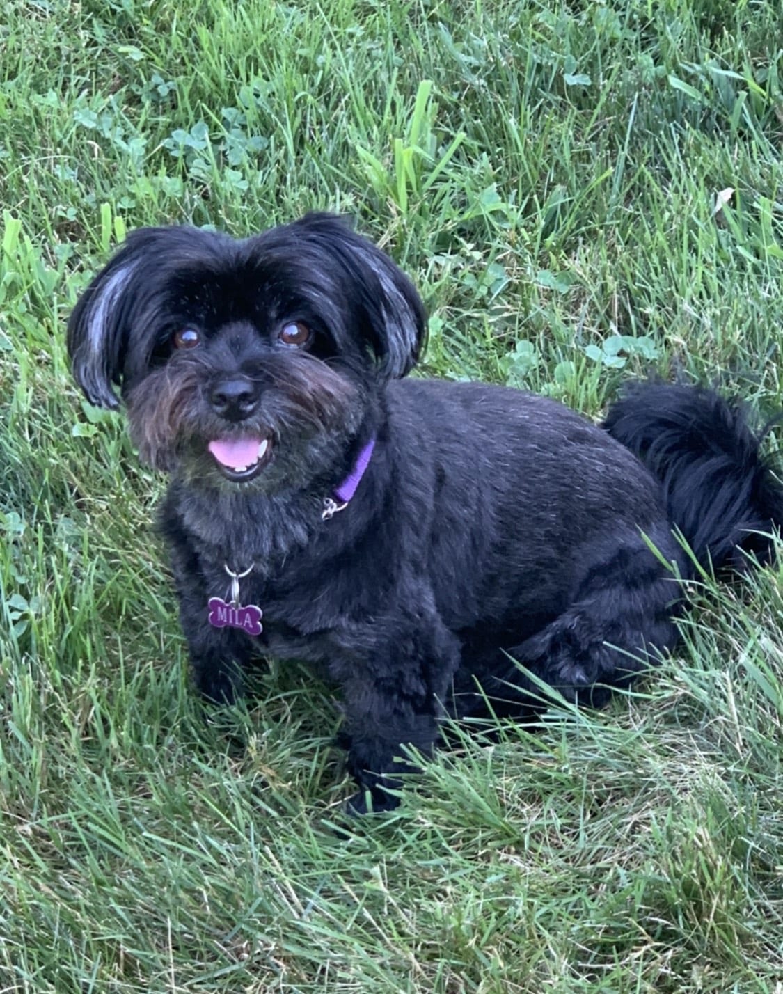 Home - Bramble Pets - Bramble Pets